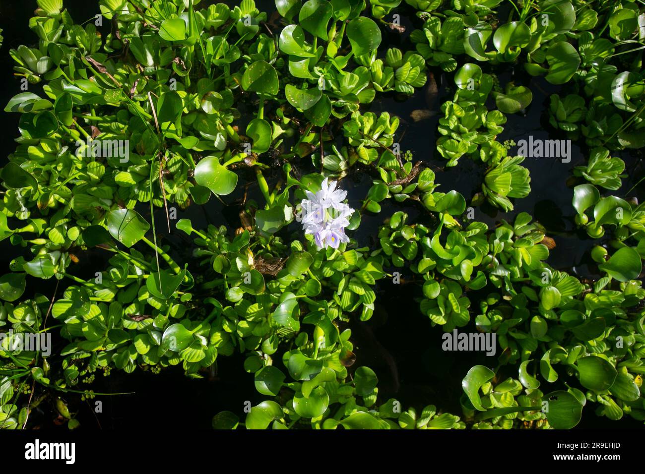 Aquatic plants on Cuipari Lake in Peruvian Jungle. The "huama" (Pistia ...