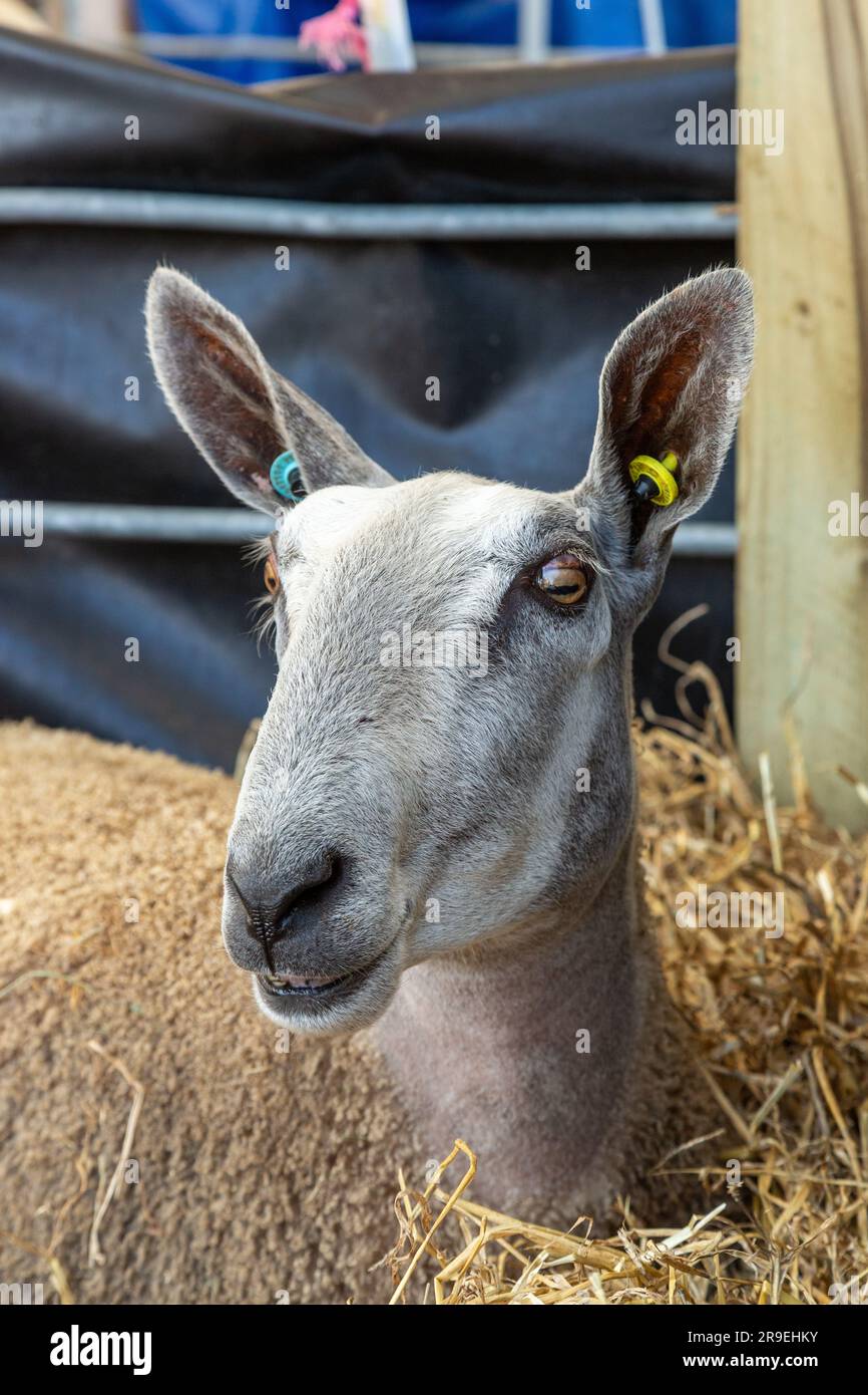 Bluefaced leicester sheep hi-res stock photography and images - Alamy