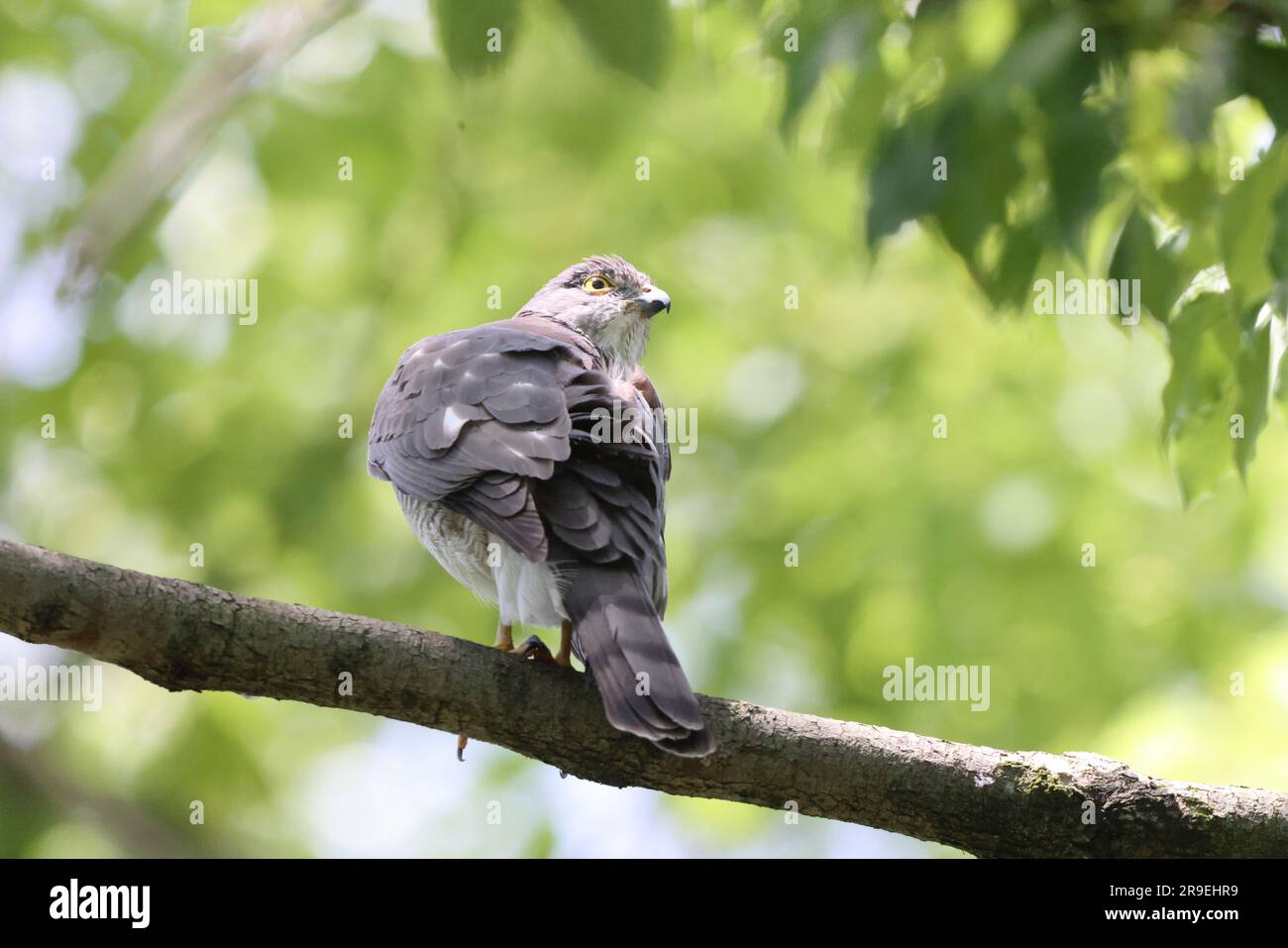 Japanese lesser sparrowhawk (Accipiter gularis) female in Japan Stock ...