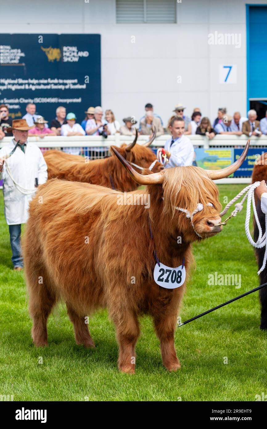 Highland Cattle being shown in a show ring at the Royal Highland Show ...
