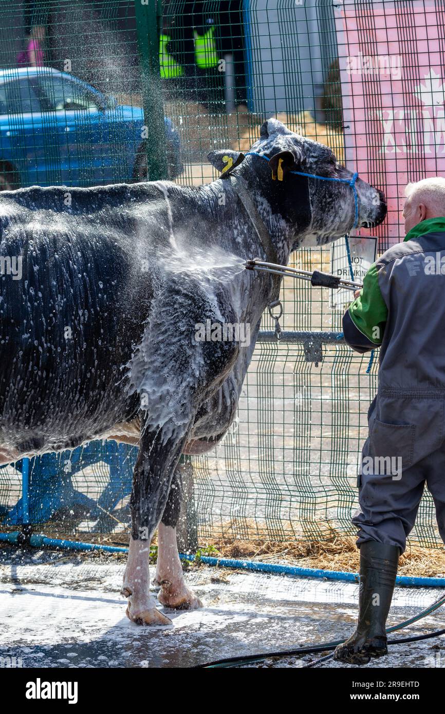 A cow being jet washed ready to be shown at the Royal Highland Show ...
