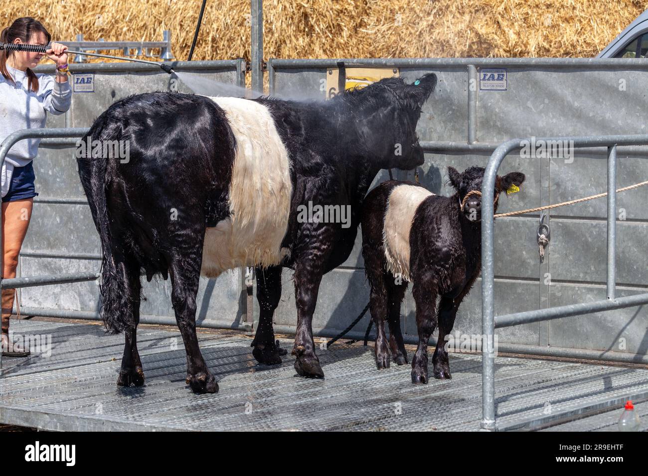 Galloway Show Cattle