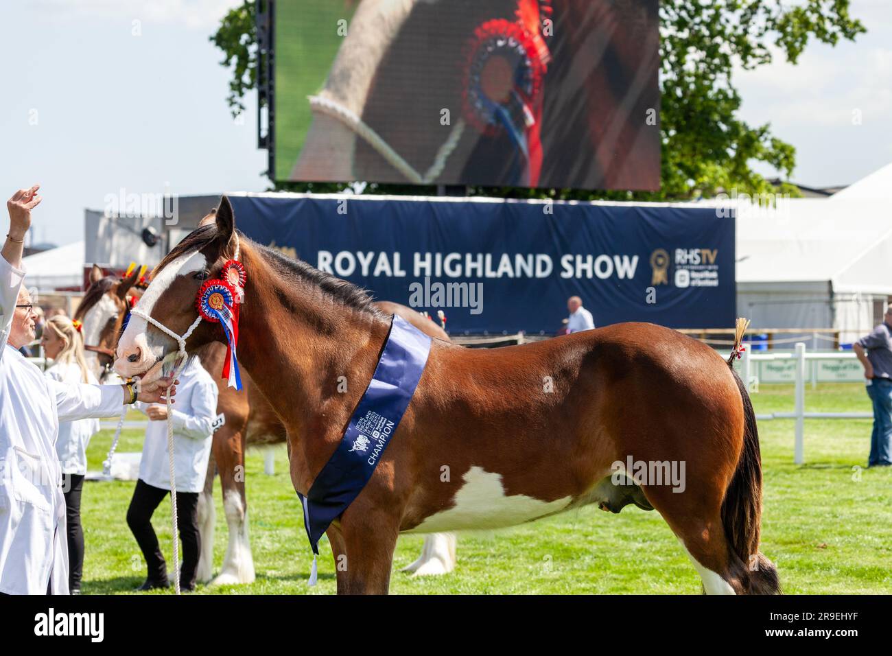 Winning Shire horse at the Royal Highland Show for it photograph ...