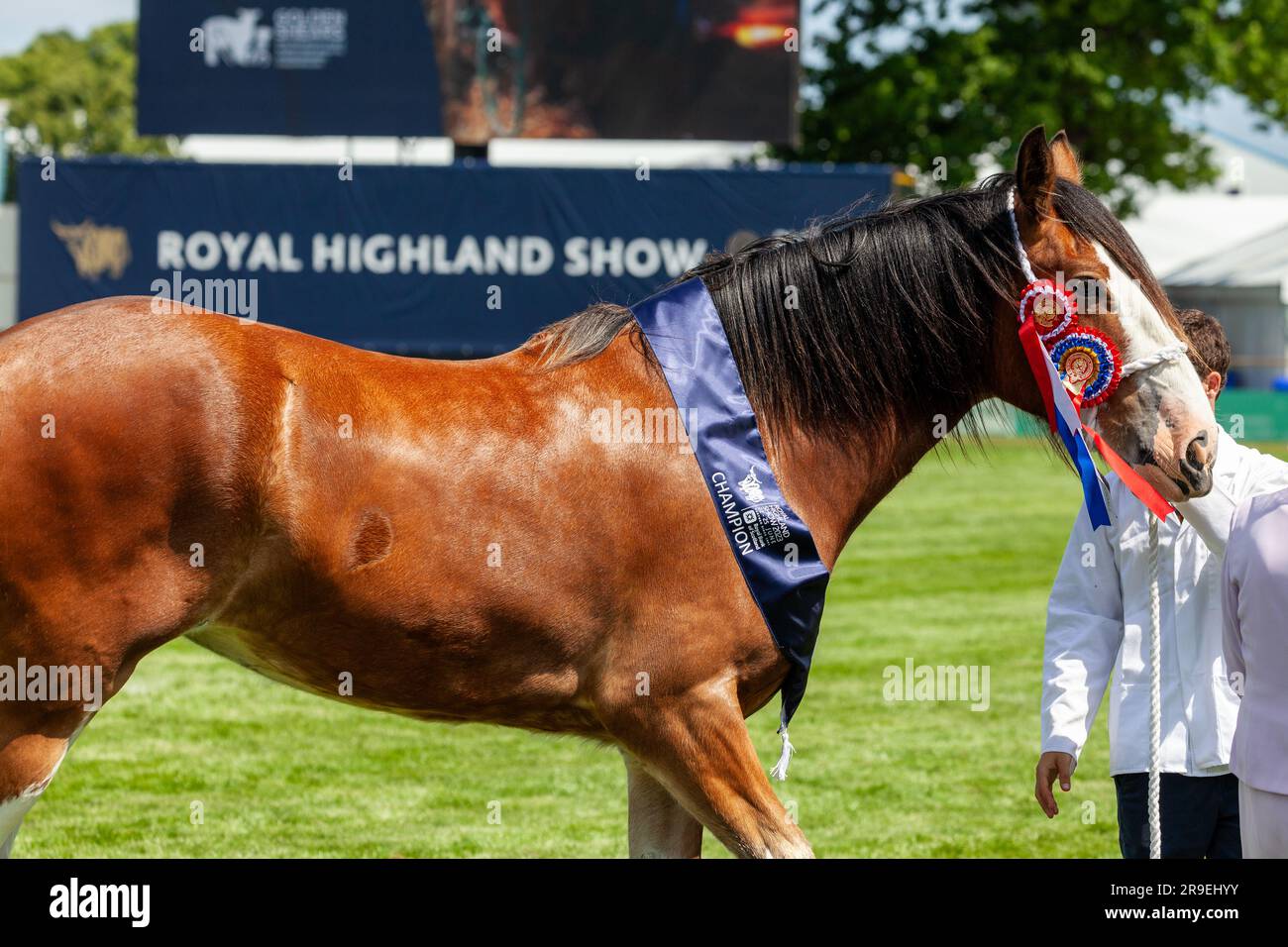 Winning Shire horse at the Royal Highland Show for it photograph ...