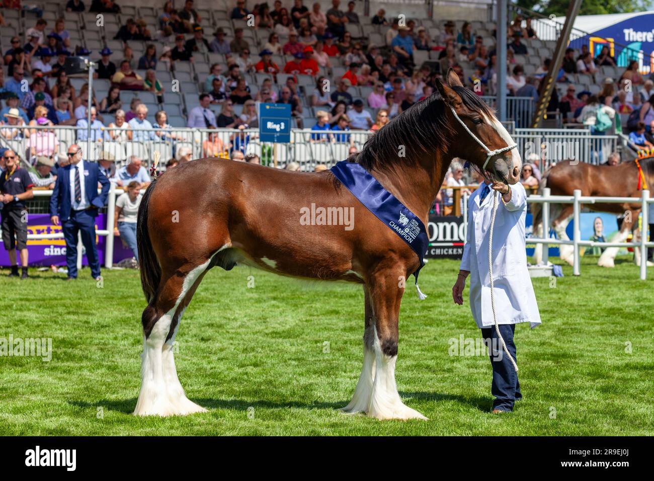 Winning Shire horse at the Royal Highland Show for it photograph ...