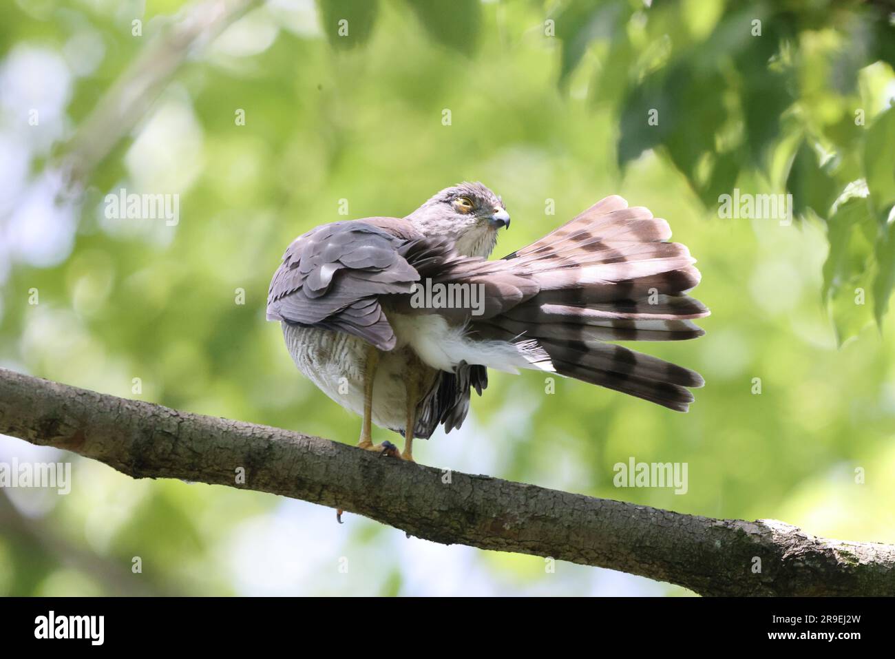 Japanese lesser sparrowhawk (Accipiter gularis) female in Japan Stock ...