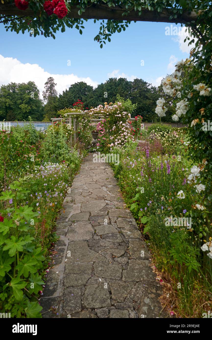 Wooden Trellis or Pergolas covered with flowering climbing Rose and ...