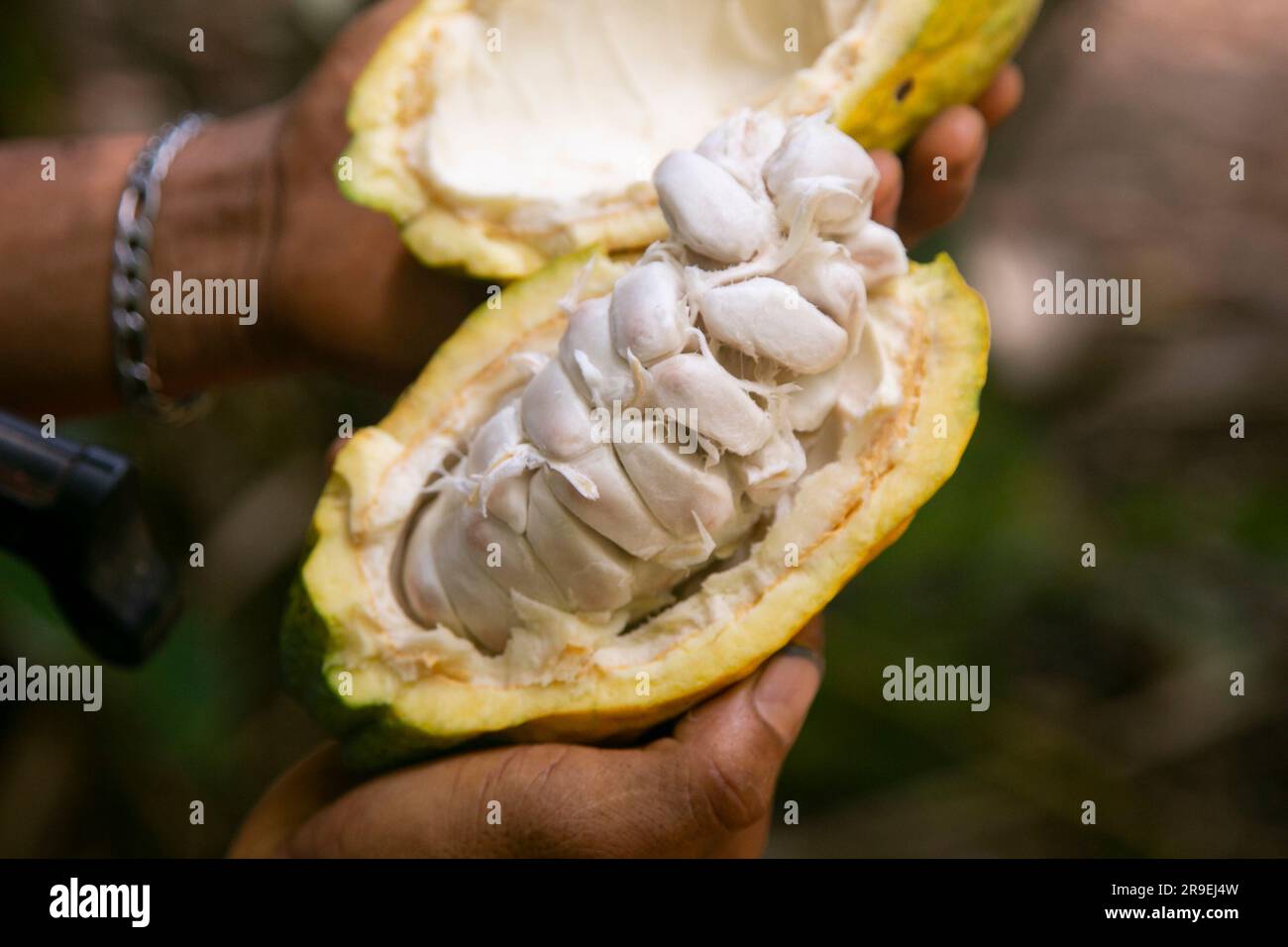 Detail of cocoa pods in an organic cocoa plantation in the Peruvian ...