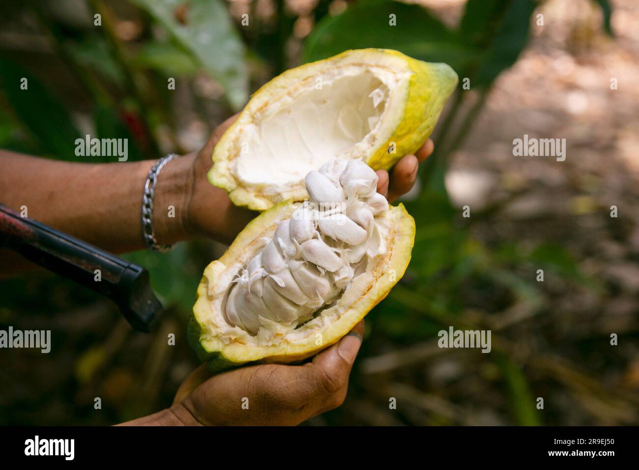 Detail of cocoa pods in an organic cocoa plantation in the Peruvian ...