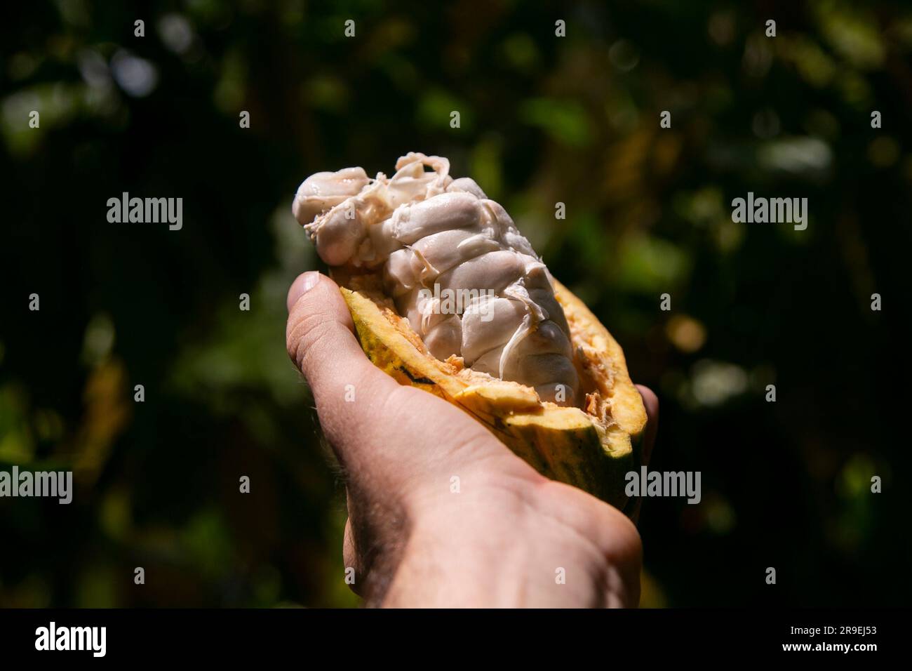 Detail of cocoa pods in an organic cocoa plantation in the Peruvian ...