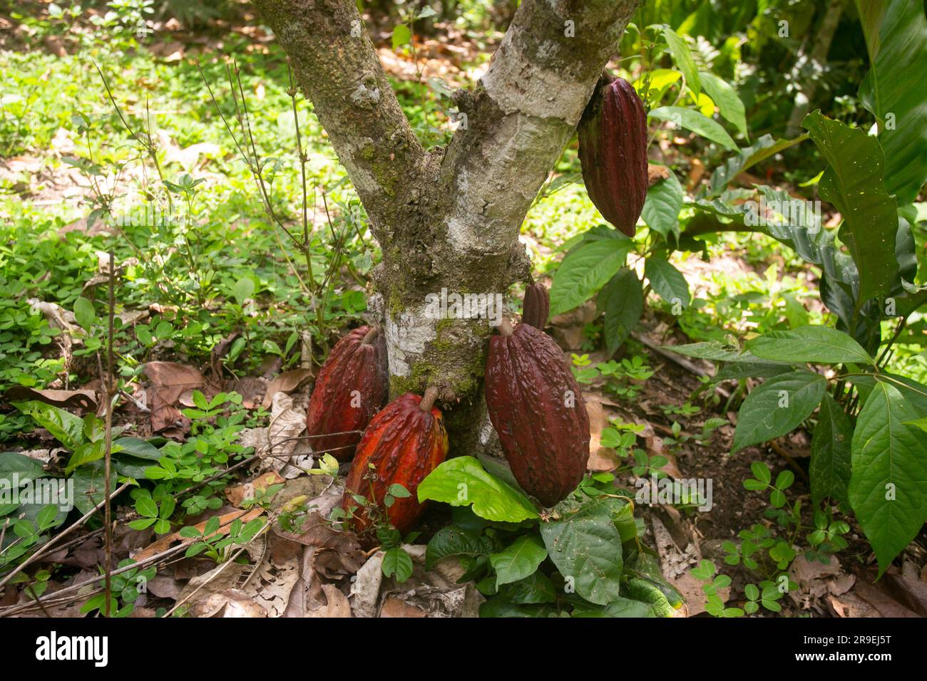 Detail of cocoa pods in an organic cocoa plantation in the Peruvian ...