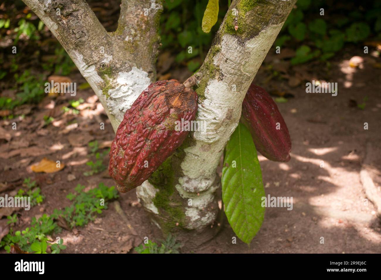 Detail of cocoa pods in an organic cocoa plantation in the Peruvian ...