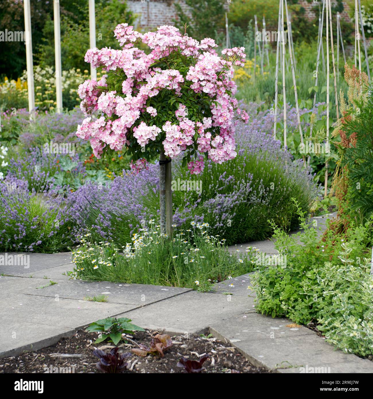Standard Rose Ballerina in full bloom durring the summer in an ...