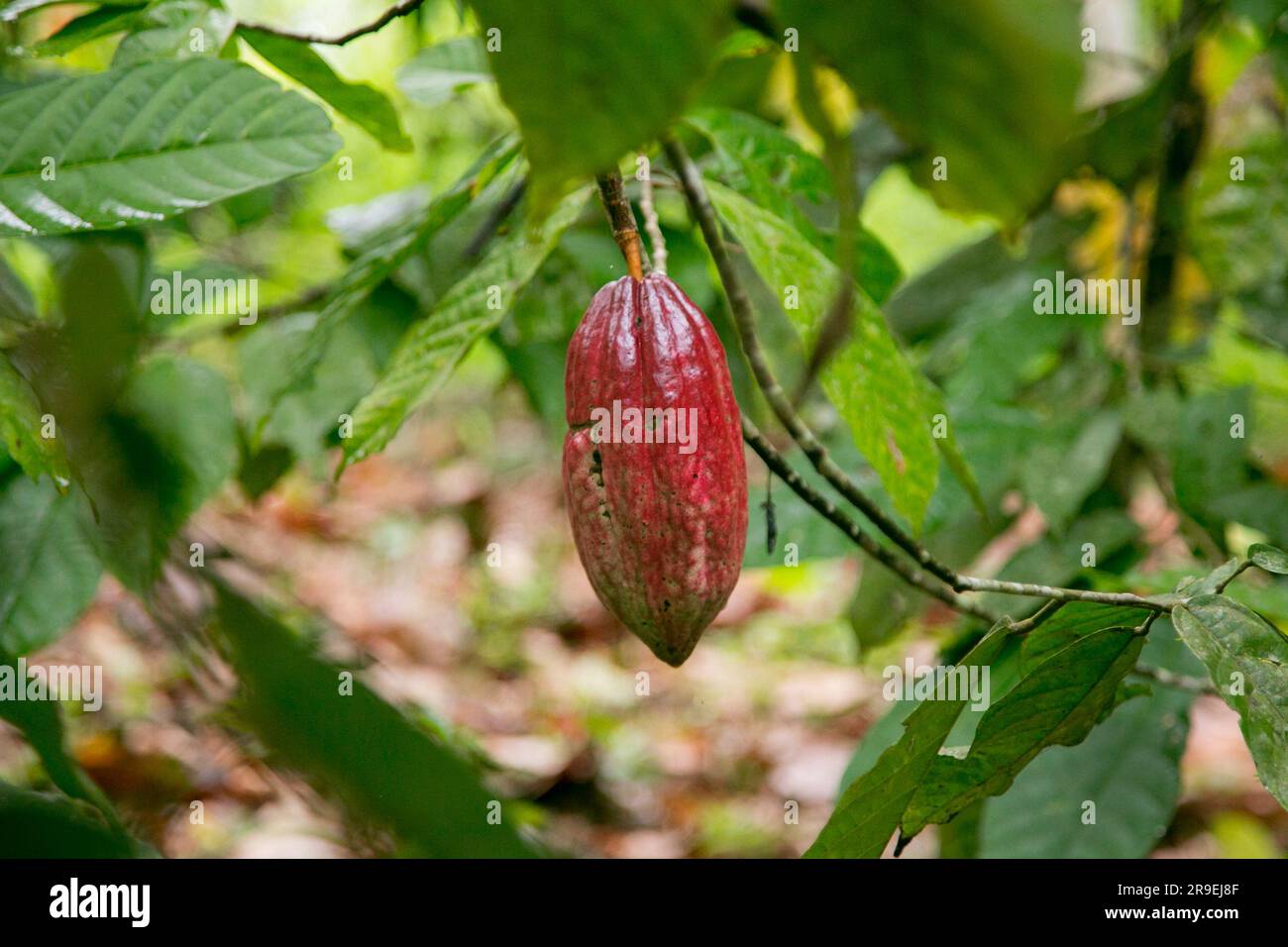 Detail of cocoa pods in an organic cocoa plantation in the Peruvian ...