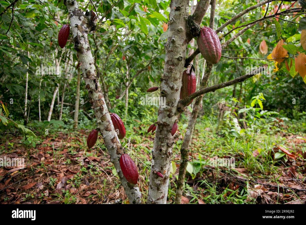 Detail of cocoa pods in an organic cocoa plantation in the Peruvian jungle in the San Martín ...