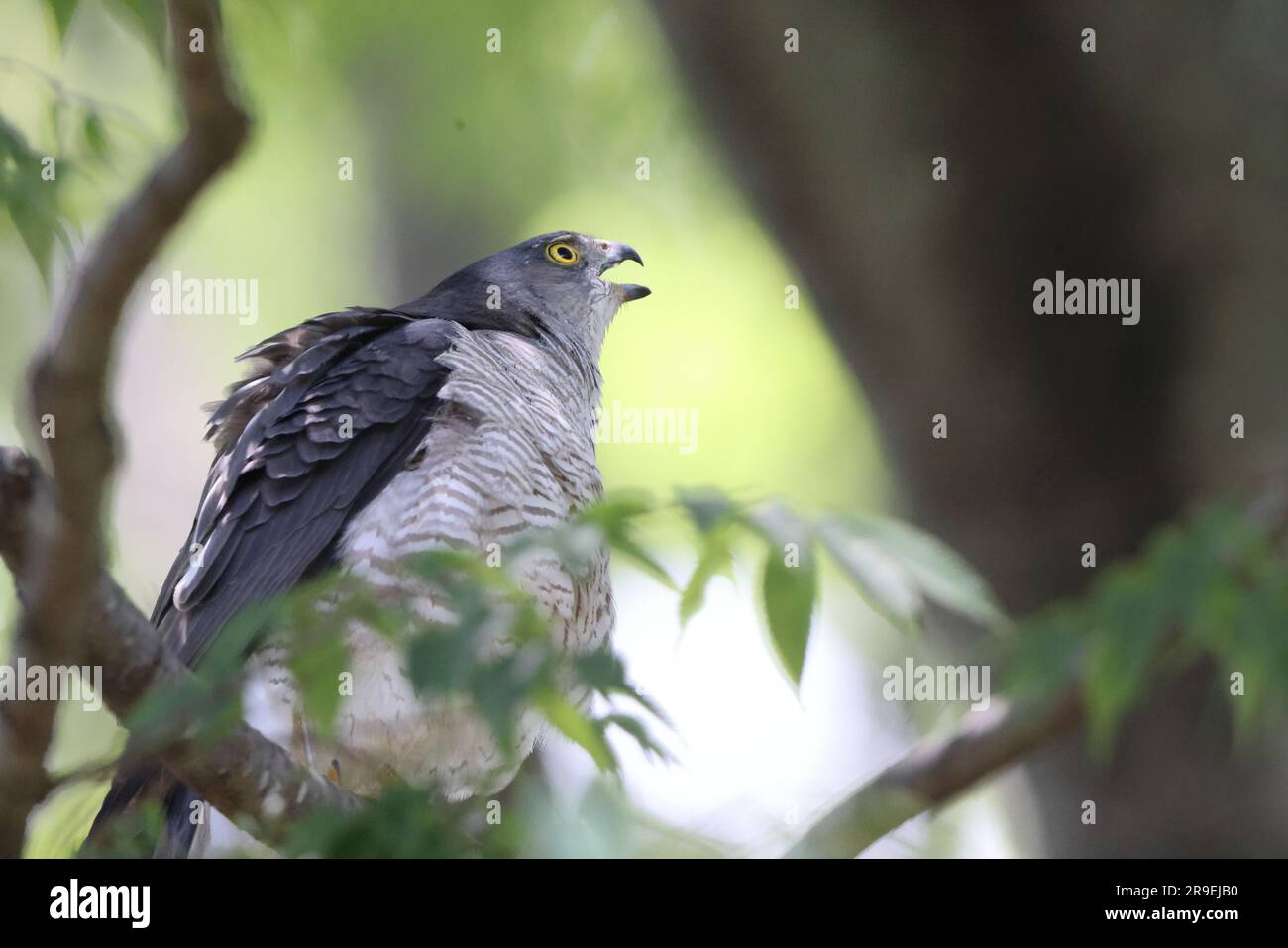 Japanese lesser sparrowhawk (Accipiter gularis) female in Japan Stock ...