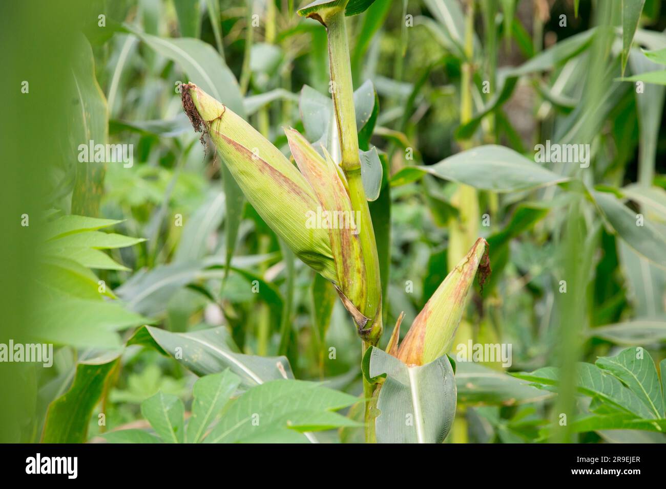 Organic corn ear in the Peruvian Amazon jungle near the city of ...