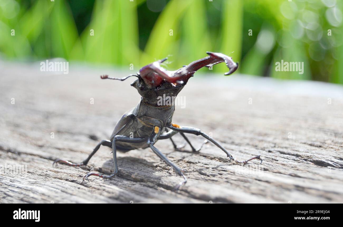 Male stag beetle with long and sharp jaws in wild forest Stock Photo ...