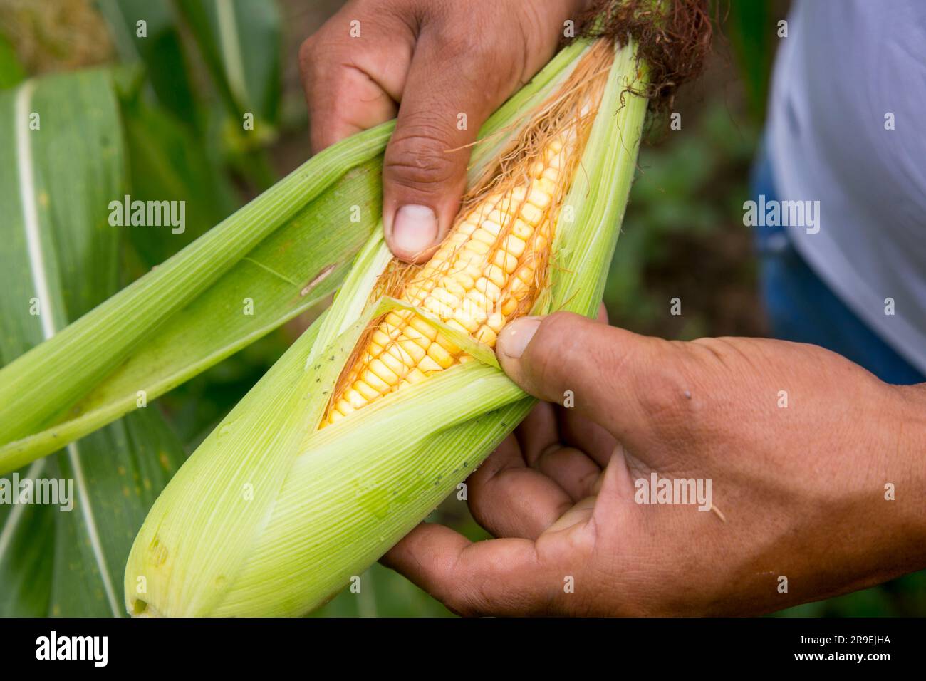 Organic corn ear in the Peruvian Amazon jungle near the city of ...