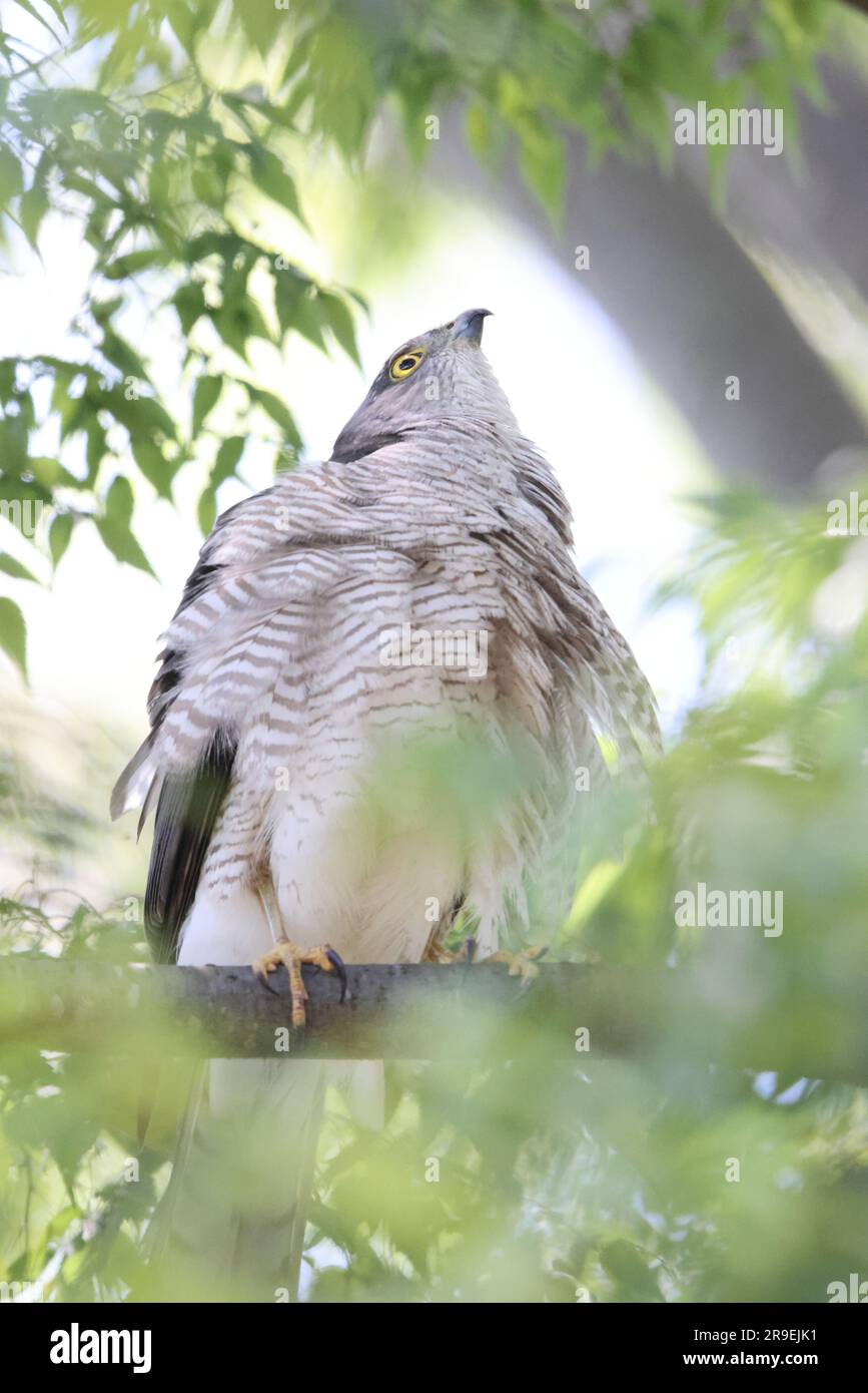 Japanese lesser sparrowhawk (Accipiter gularis) female in Japan Stock ...