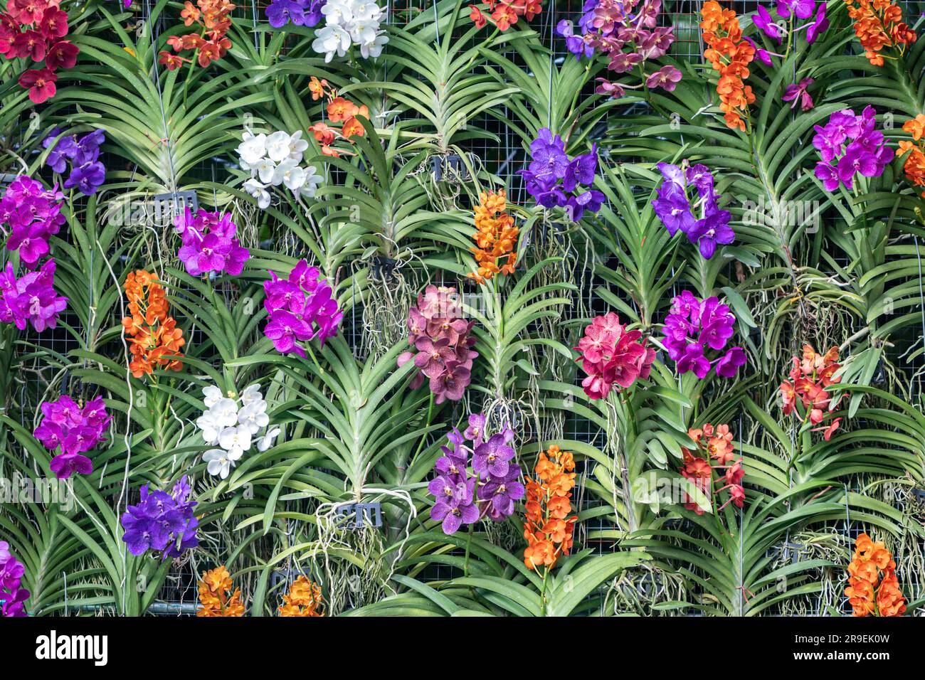 Orchids vibrant colors hi-res stock photography and images - Alamy