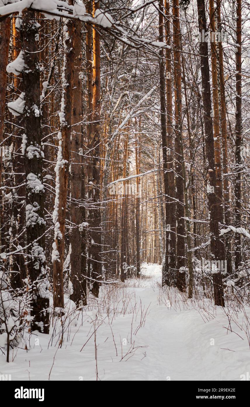 coniferous forest in winter siberia, selective focus, landscape ...