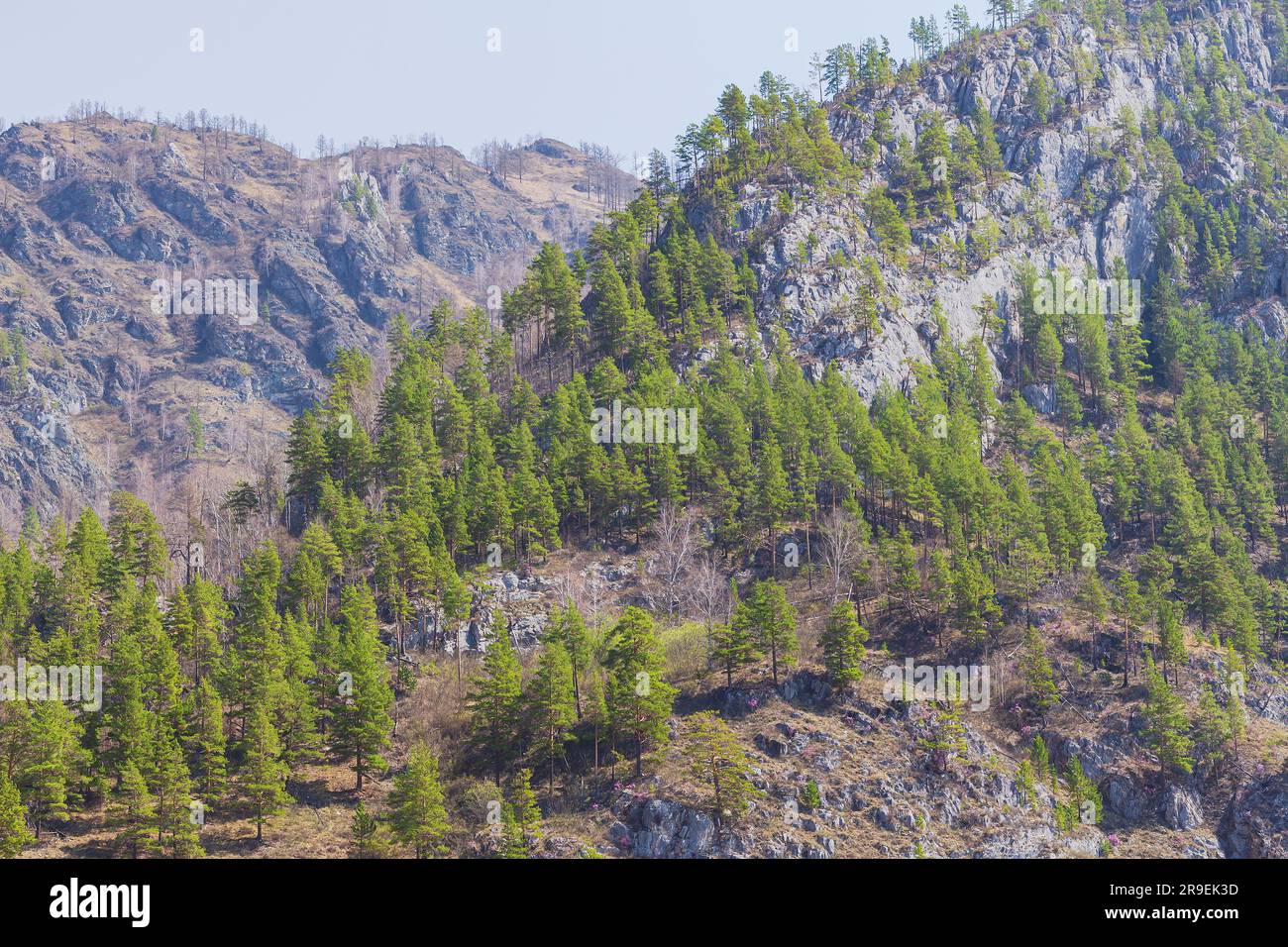 Mountainside forest hi-res stock photography and images - Alamy