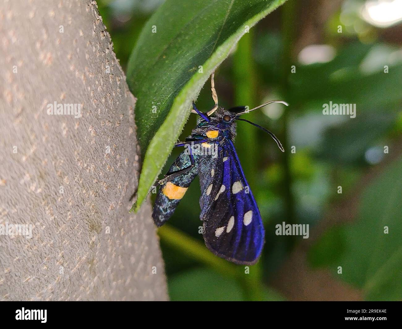 Nine-spotted moth. Tiger moths Stock Photo - Alamy