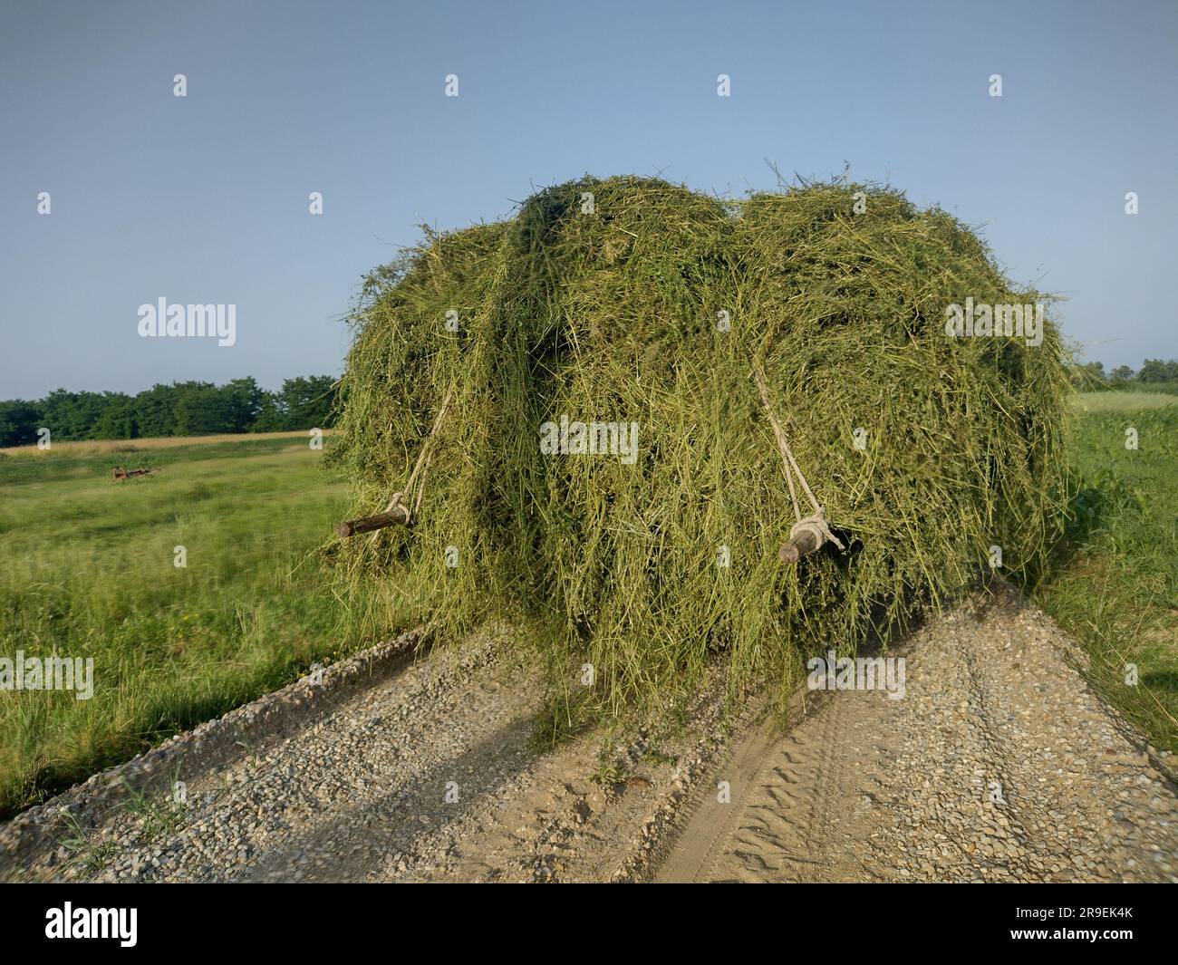 Wagon loaded with grass, pulled by a tractor, on the way home. In ...