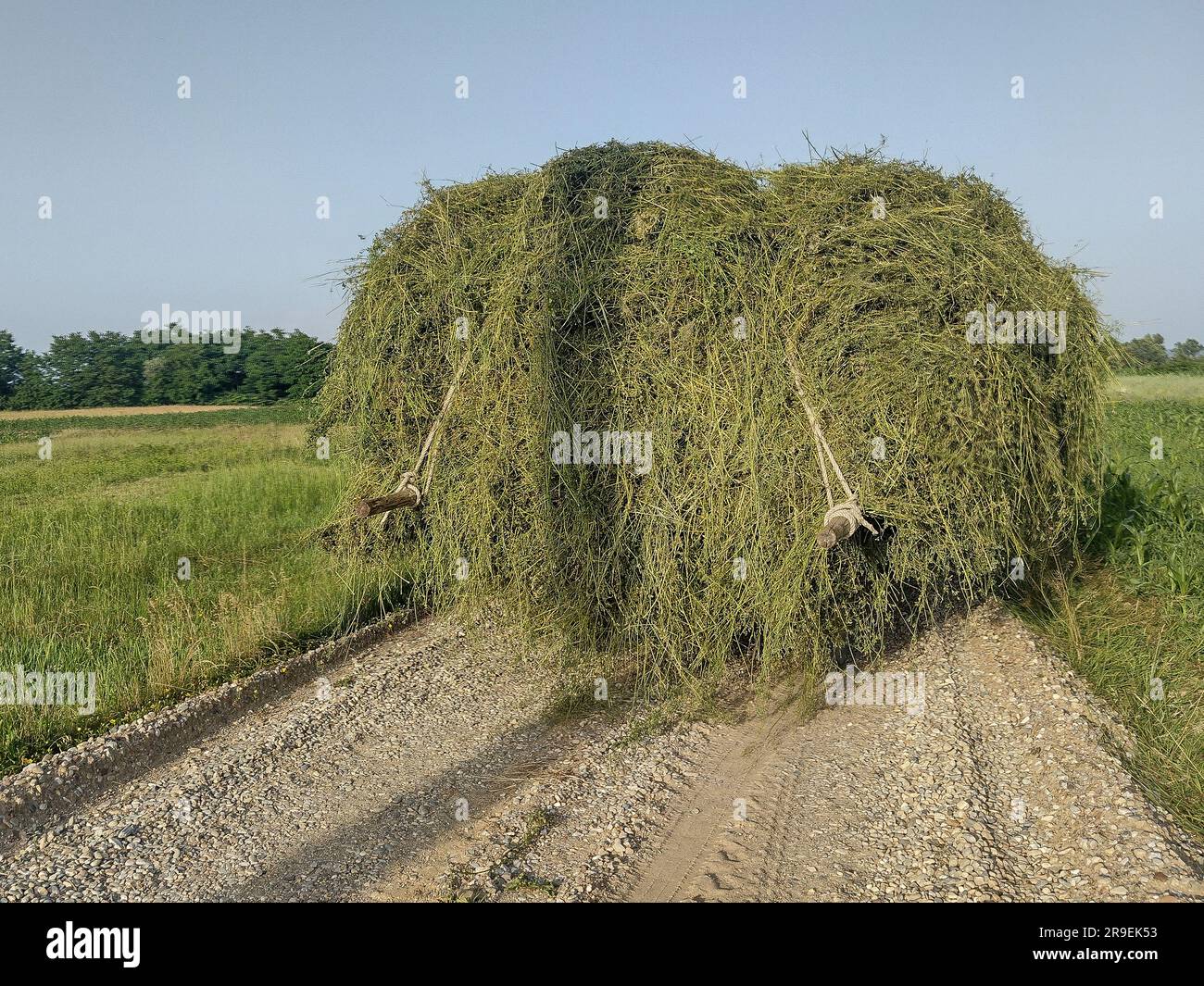 Wagon loaded with grass, pulled by a tractor, on the way home. In ...