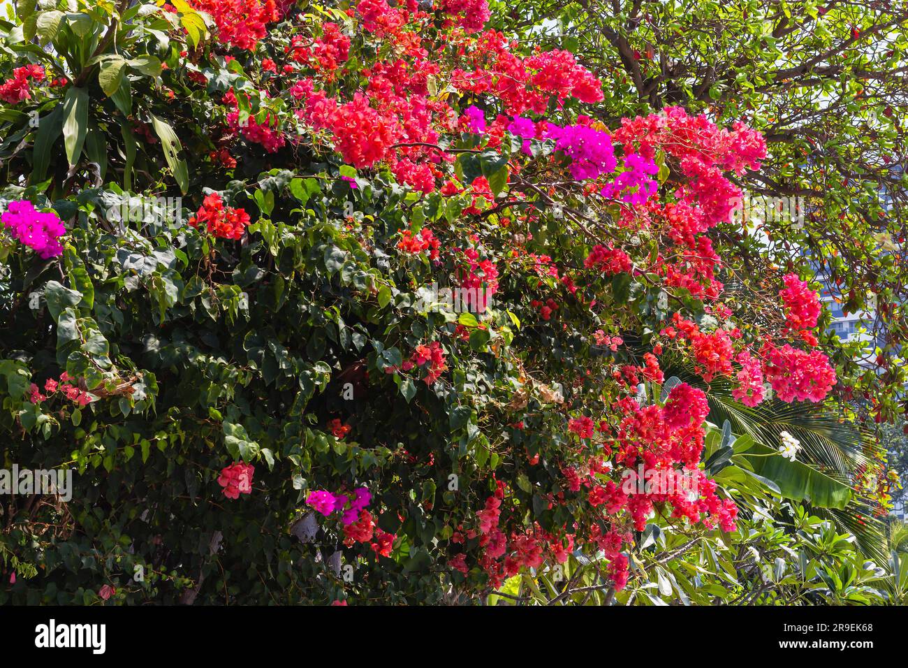 Ficus trees hi-res stock photography and images - Alamy