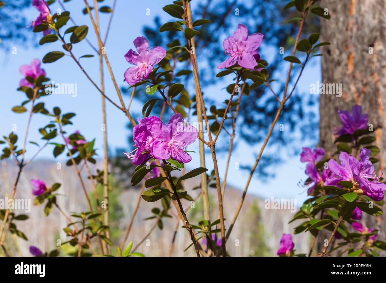 Pink rhododendron flower. Blossoming bush, close-up shot of ...