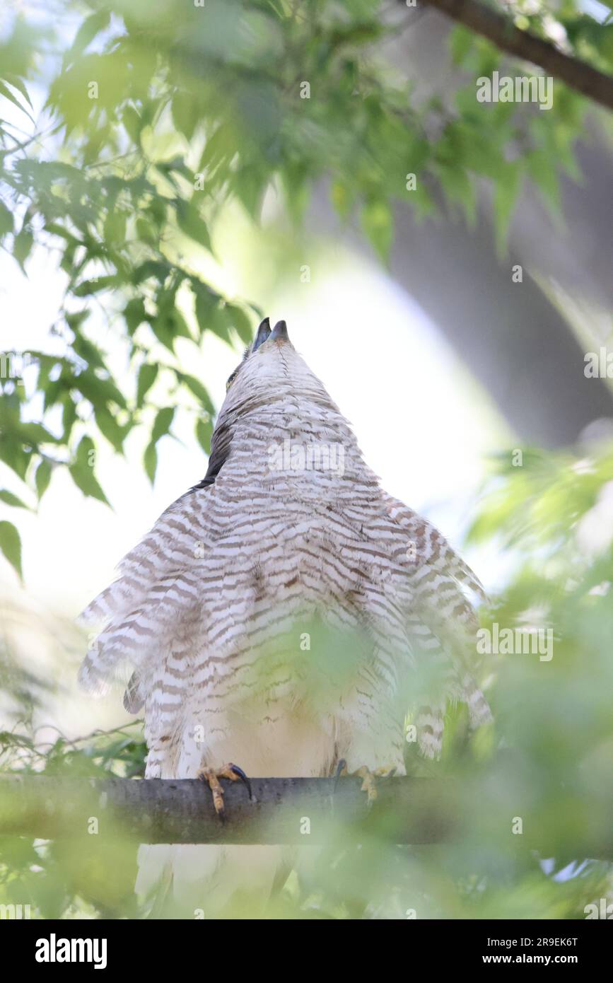 Japanese lesser sparrowhawk (Accipiter gularis) female in Japan Stock ...