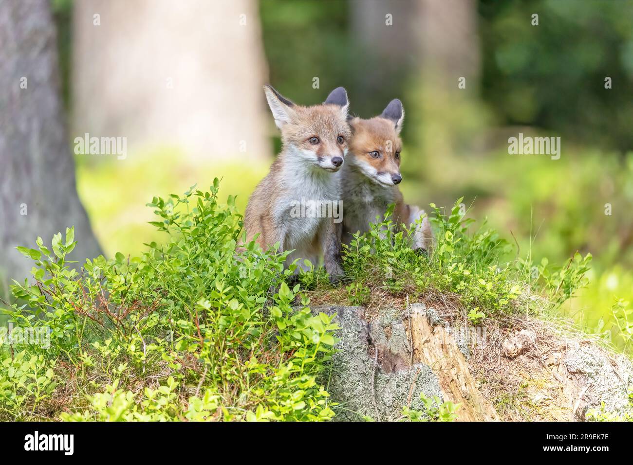 Pair of cute fox cubs is posing in the forest. Horizontally Stock Photo ...