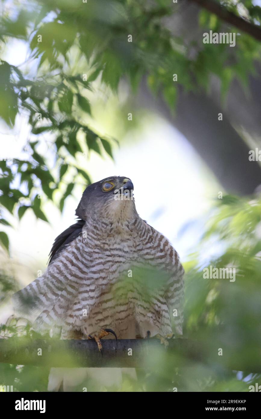 Japanese lesser sparrowhawk (Accipiter gularis) female in Japan Stock ...