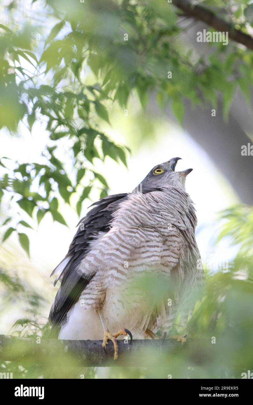 Japanese lesser sparrowhawk (Accipiter gularis) female in Japan Stock ...
