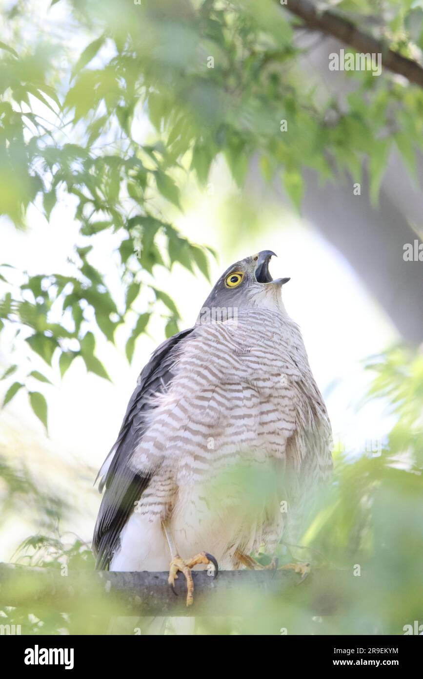Japanese lesser sparrowhawk (Accipiter gularis) female in Japan Stock ...