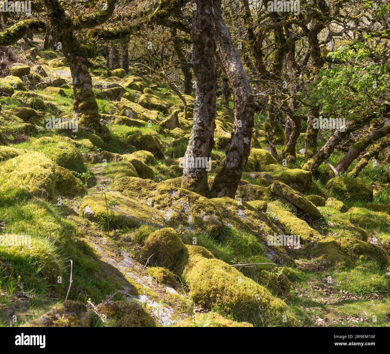Trees in upland oakwood moss covered granite boulders, Wistman's Wood ...