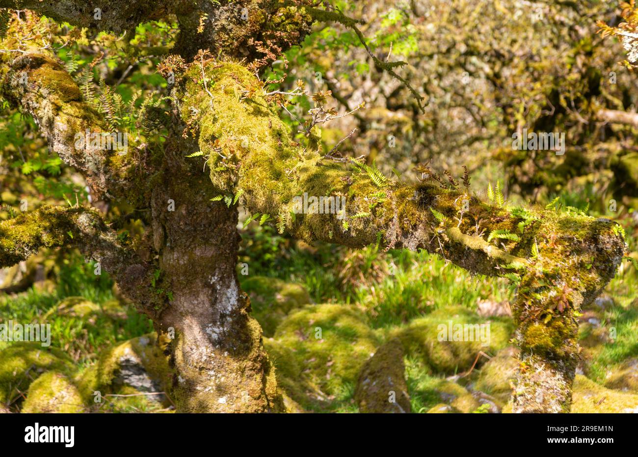 Tree moss and lichen Wistman's Wood, Dartmoor, south Devon, England, UK ...