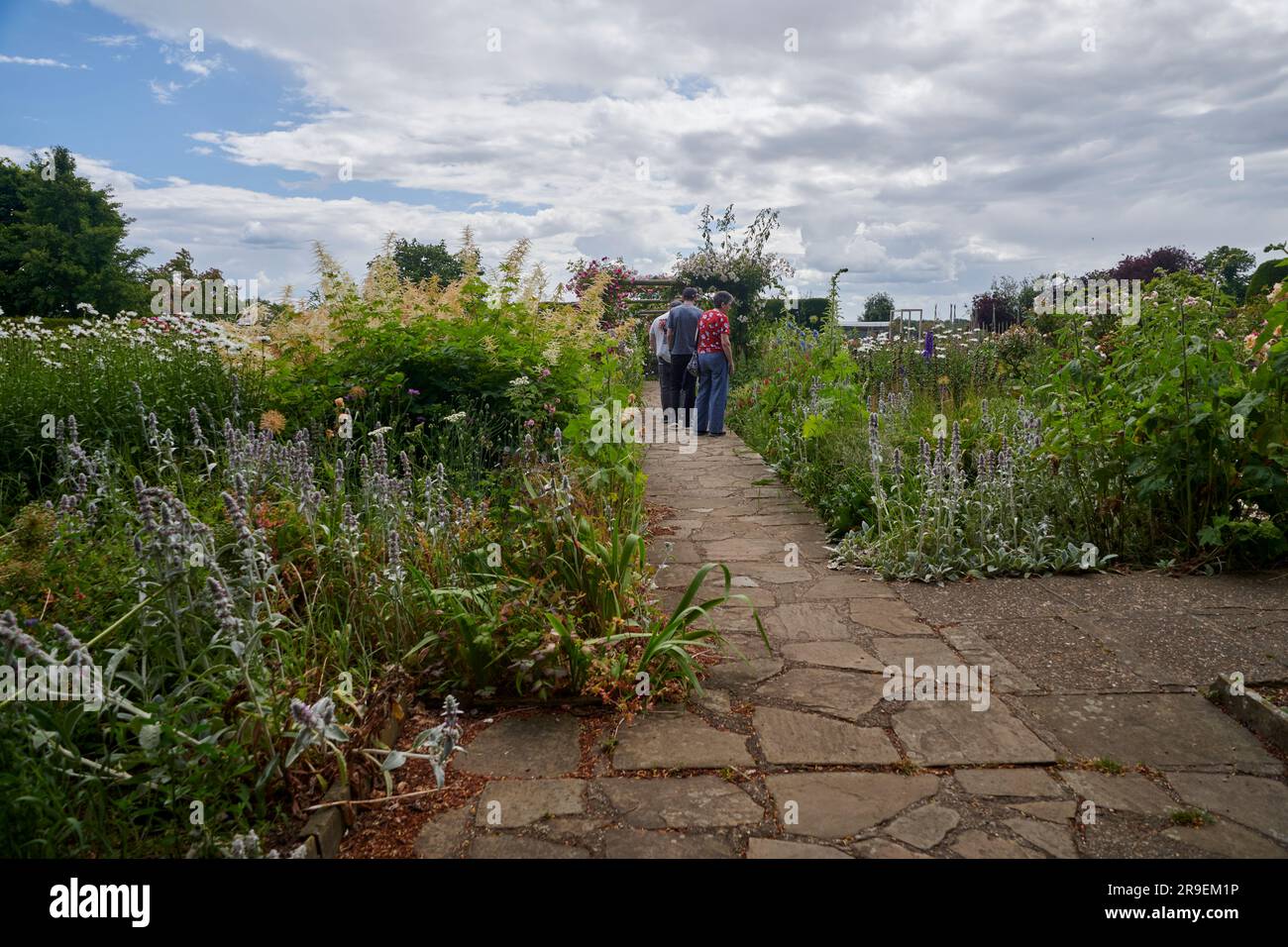 Rose arch or trellis with Engish roses growing in an Elizabethan walled ...
