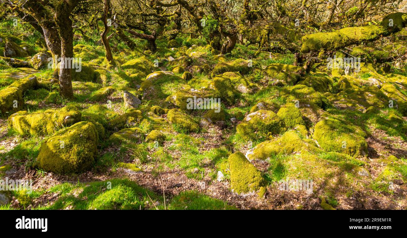 Trees in upland oakwood moss covered granite boulders, Wistman's Wood ...