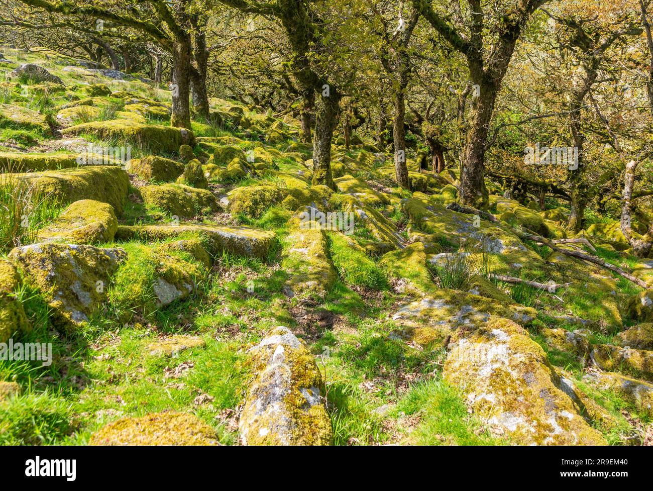 Trees in upland oakwood moss covered granite boulders, Wistman's Wood ...