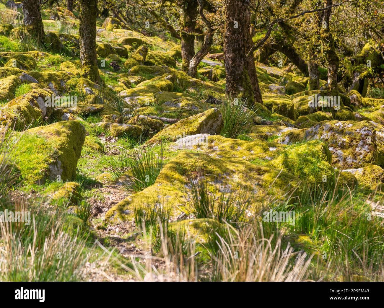 Trees in upland oakwood moss covered granite boulders, Wistman's Wood ...