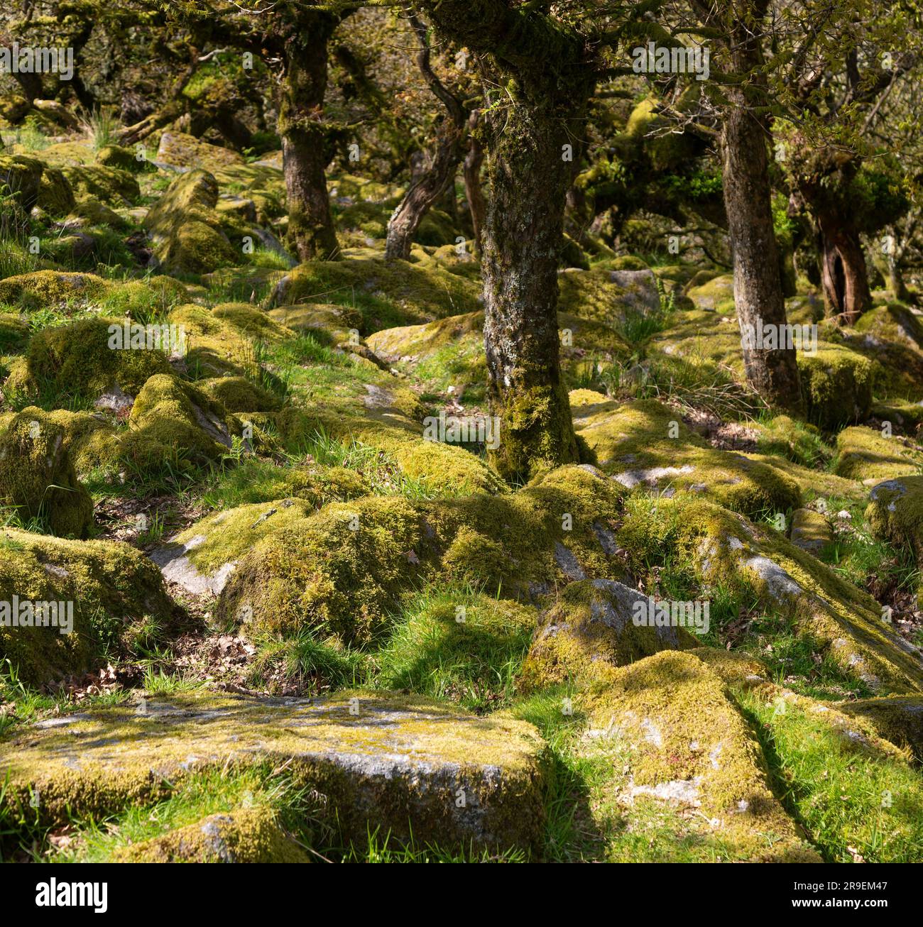 Trees in upland oakwood moss covered granite boulders, Wistman's Wood ...