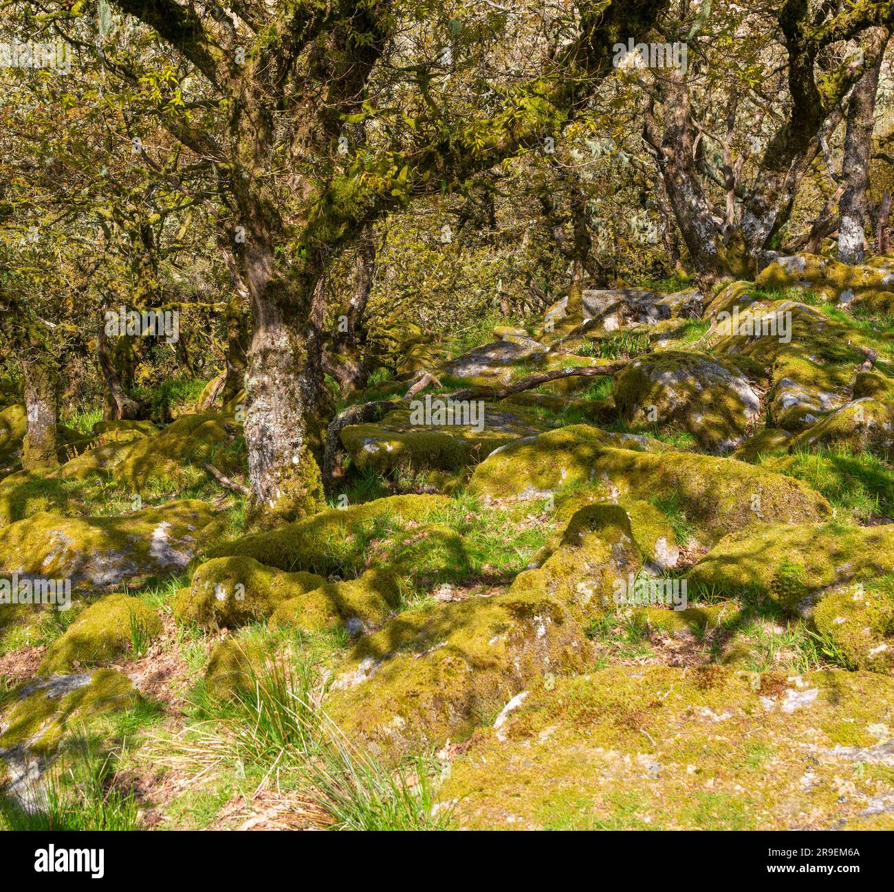Trees in upland oakwood moss covered granite boulders, Wistman's Wood ...