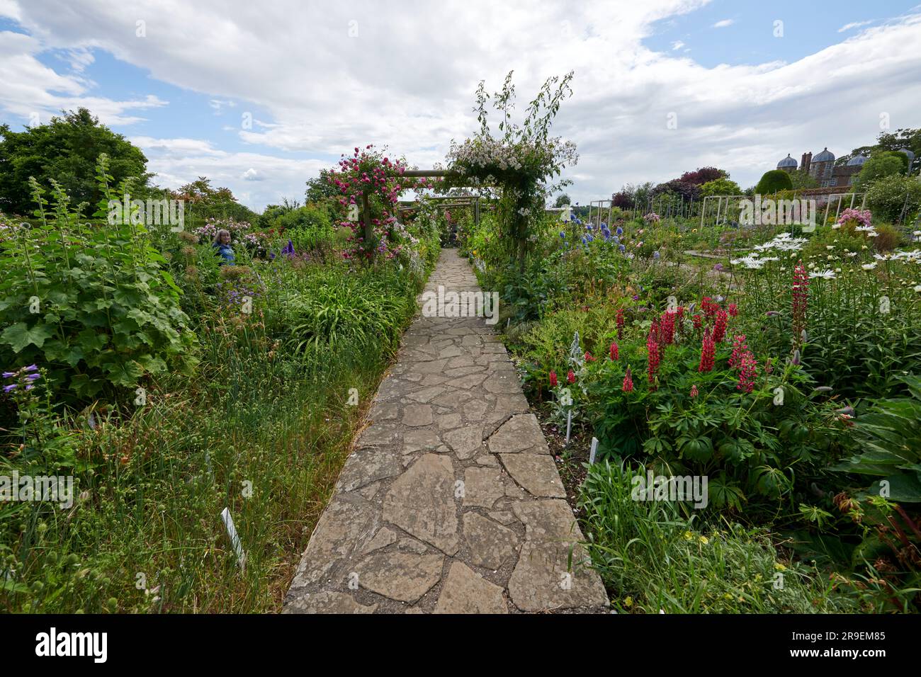 Rose arch or trellis with Engish roses growing in an Elizabethan walled ...