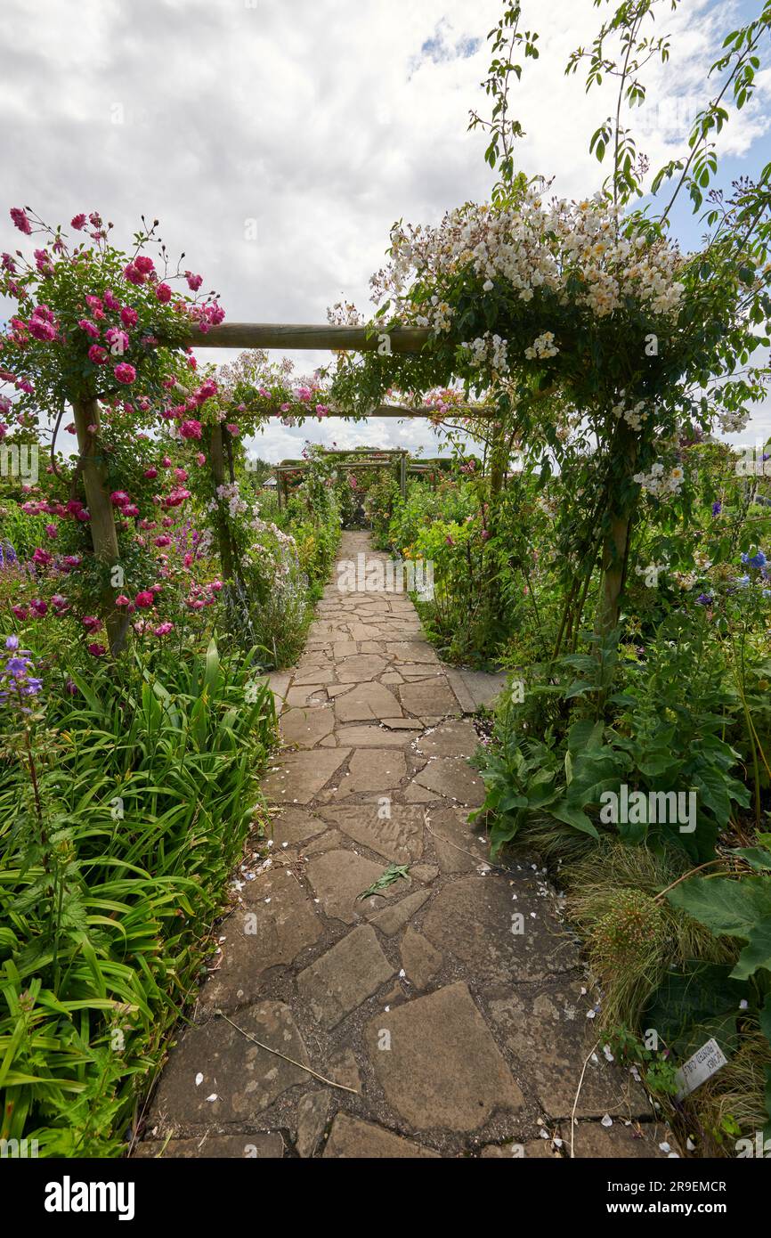 Rose arch or trellis with Engish roses growing in an Elizabethan walled ...
