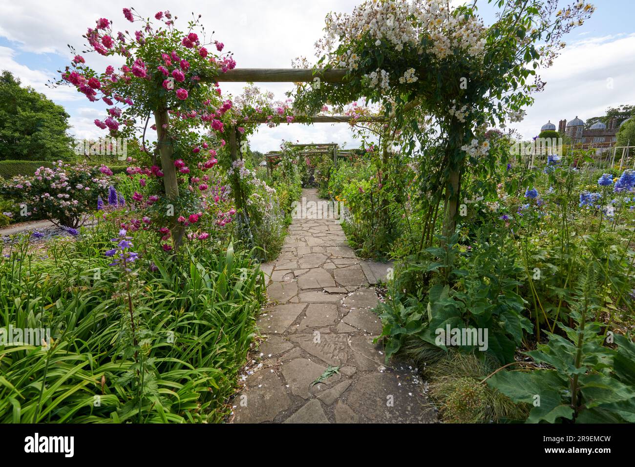 Rose arch or trellis with Engish roses growing in an Elizabethan walled ...