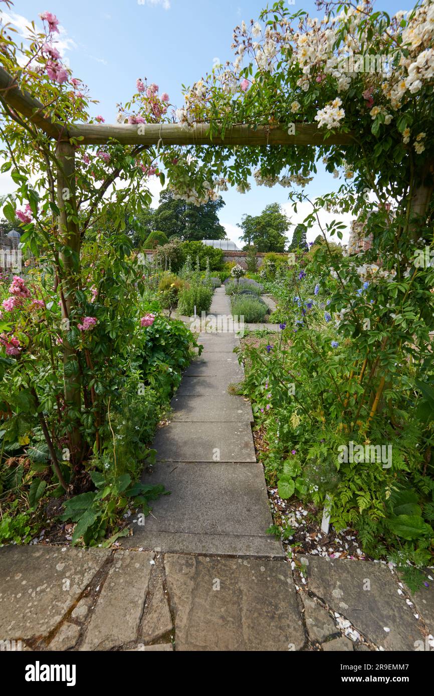 Rose arch or trellis with Engish roses growing in an Elizabethan walled ...