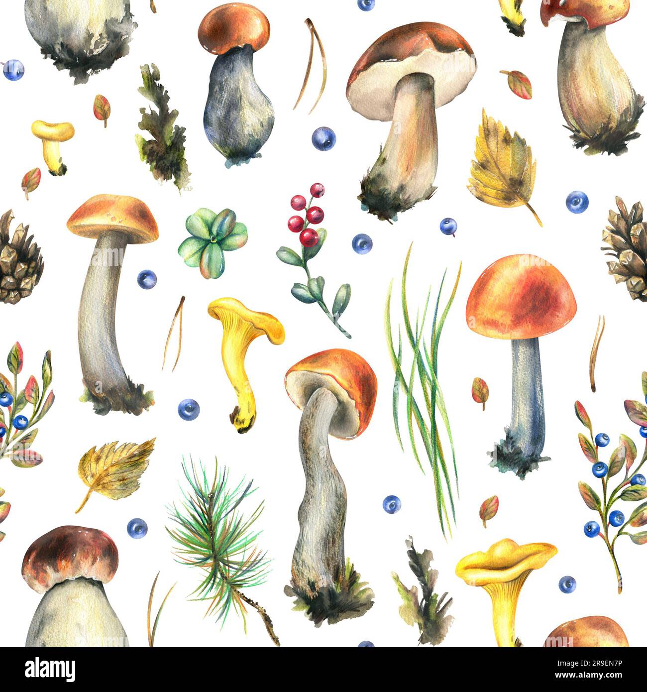 Forest edible mushrooms boletus and chanterelles with blueberries ...